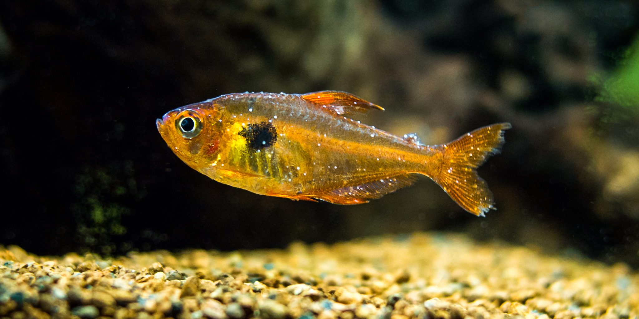 COMMON FISH DISEASES AND HOW TO AVOID THEM – The Fish Collective